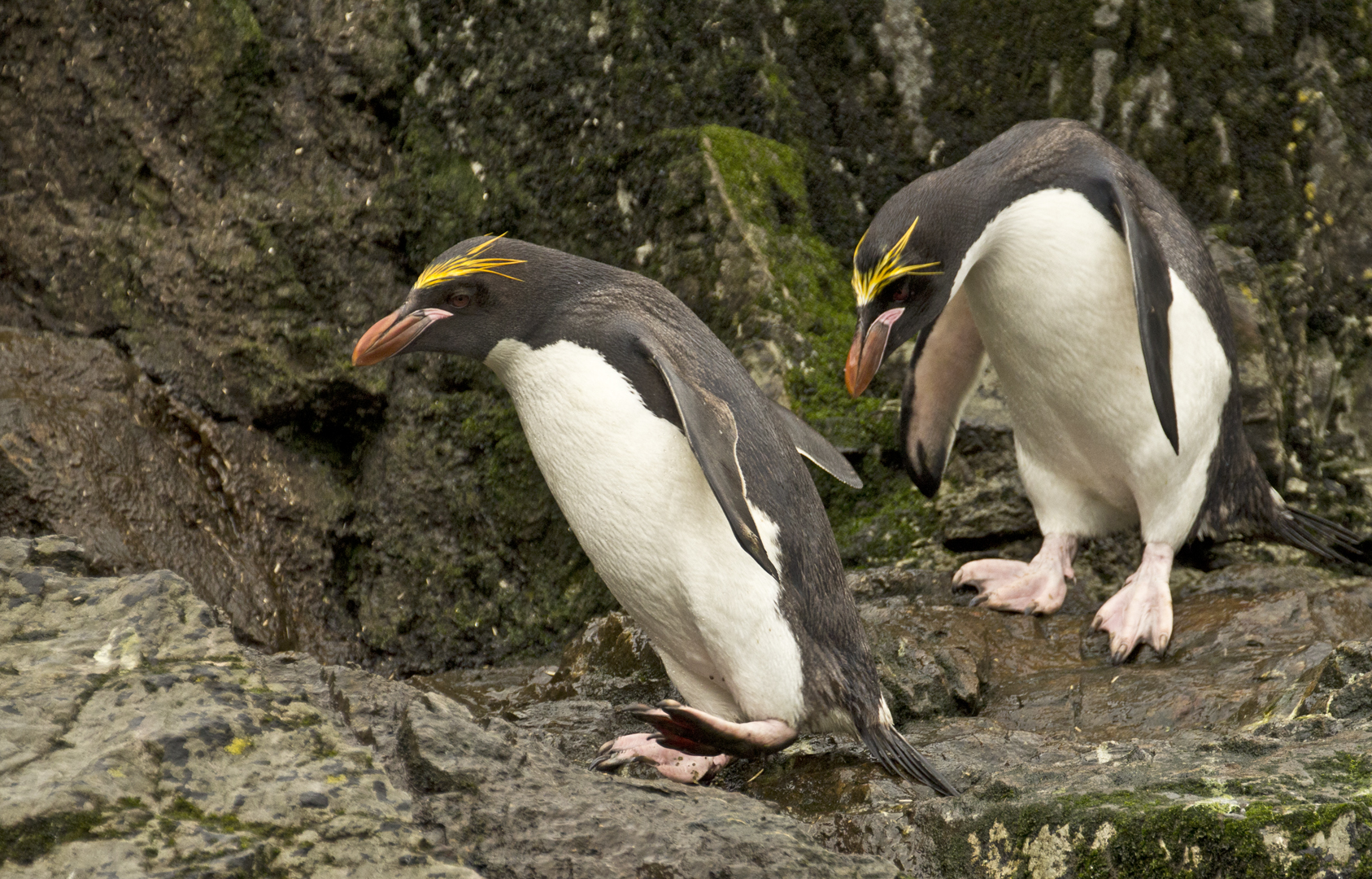 Macaroni Penguins | Great Bird Pics