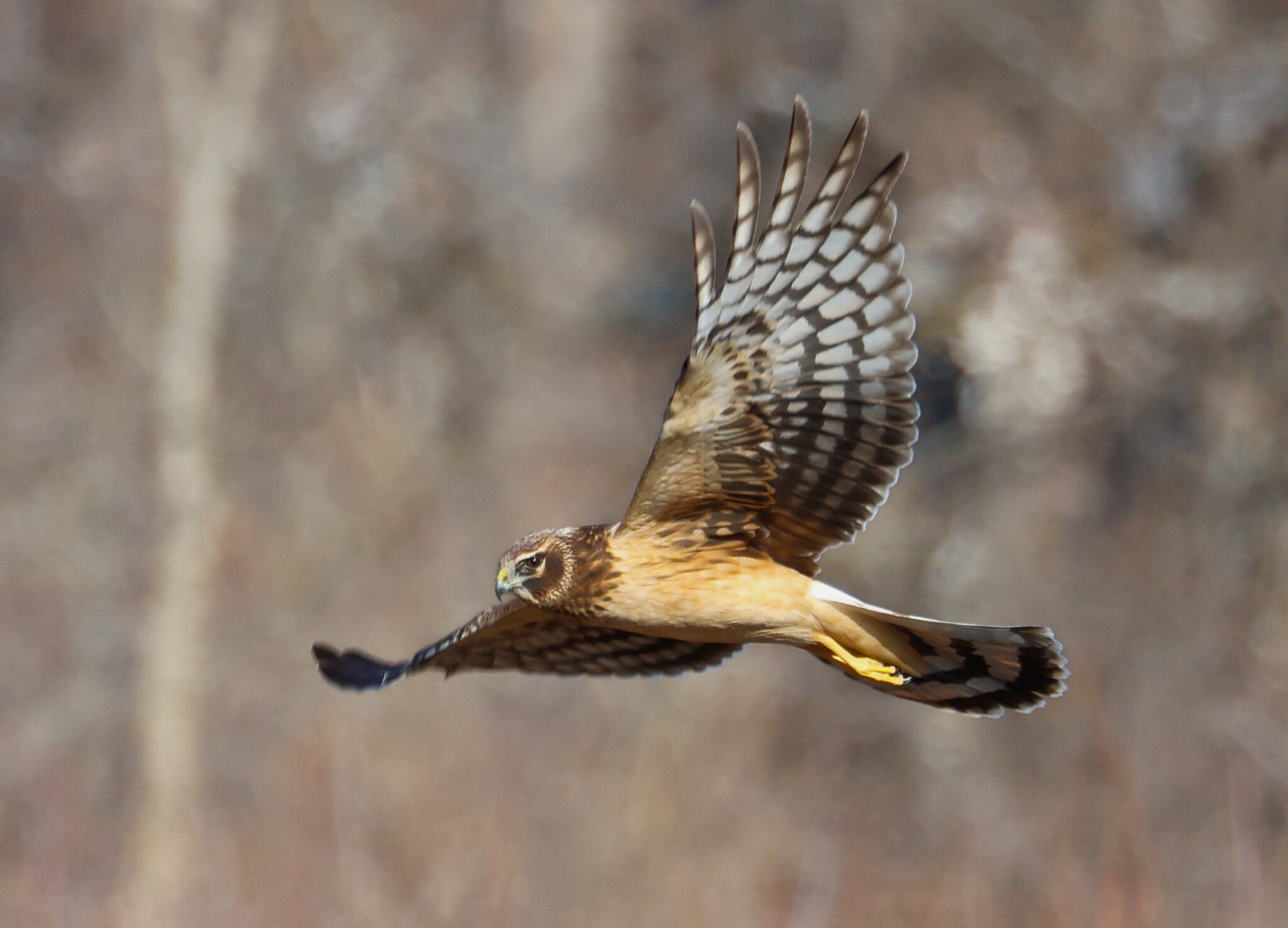 Harrier in flight | Great Bird Pics