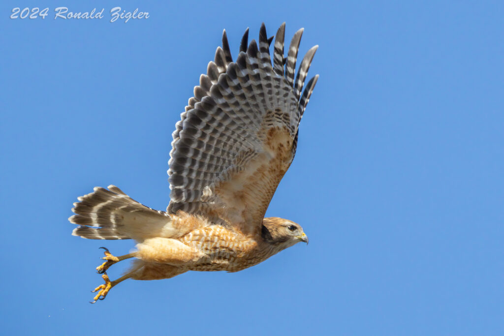 Red-shouldered Hawk Flight Sequence 1 | Great Bird Pics