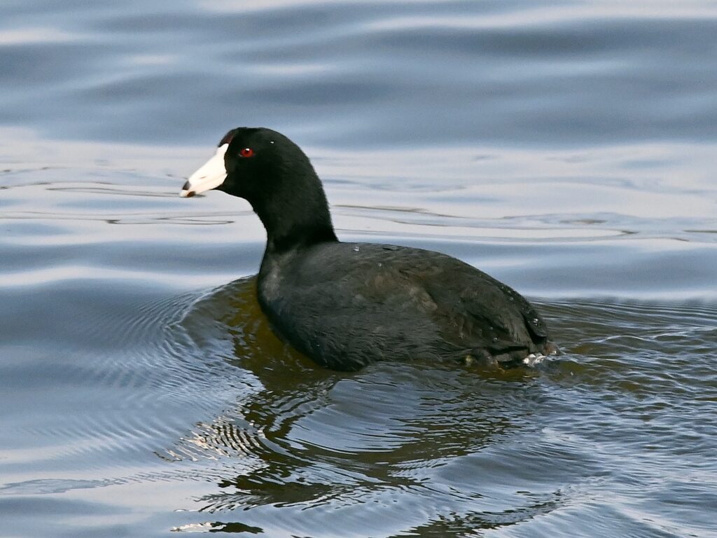 You old coot | Great Bird Pics