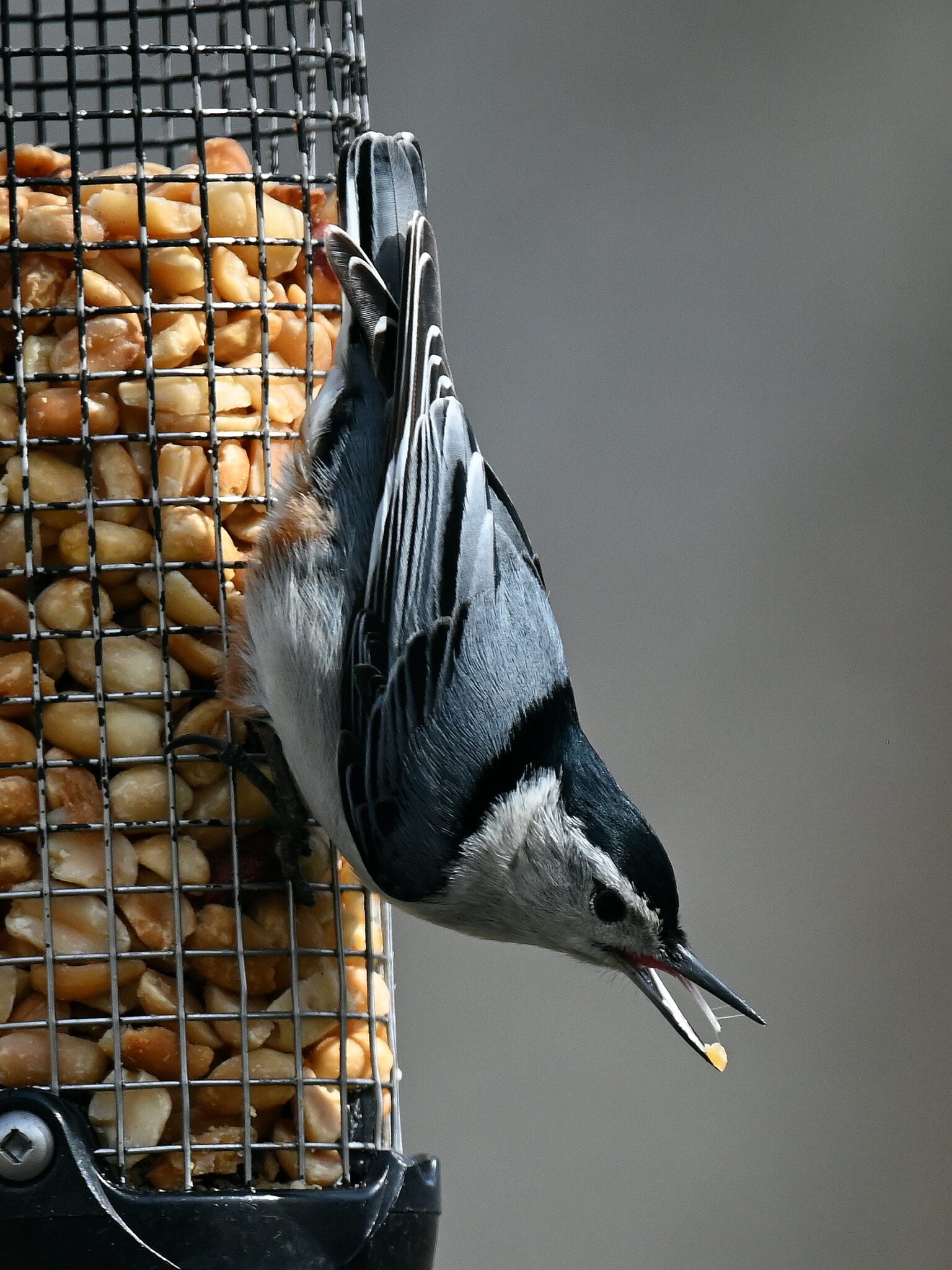 Mouthwatering | Great Bird Pics