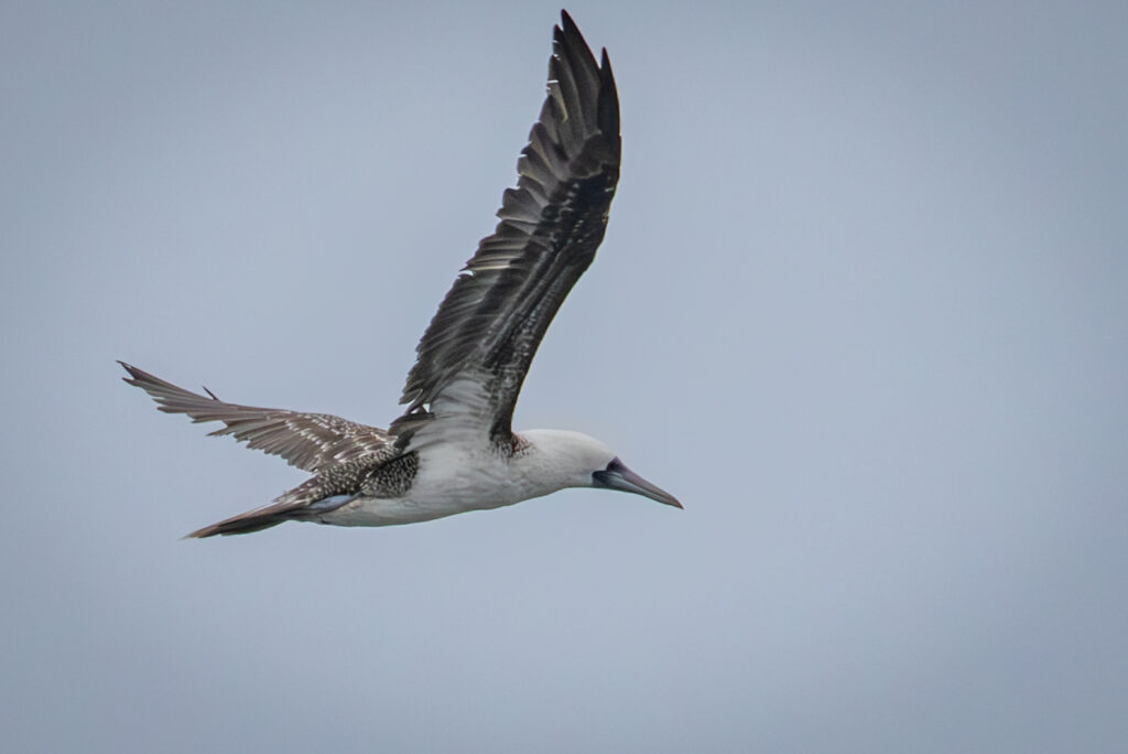 Flying Booby | Great Bird Pics