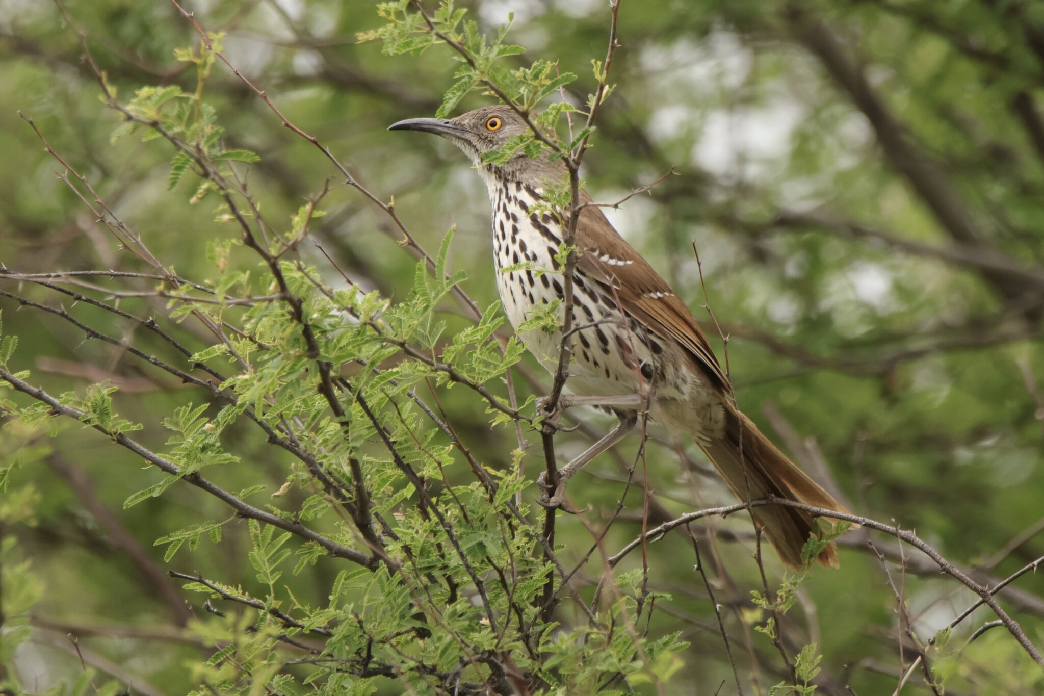 Long-billed Thrasher | Great Bird Pics