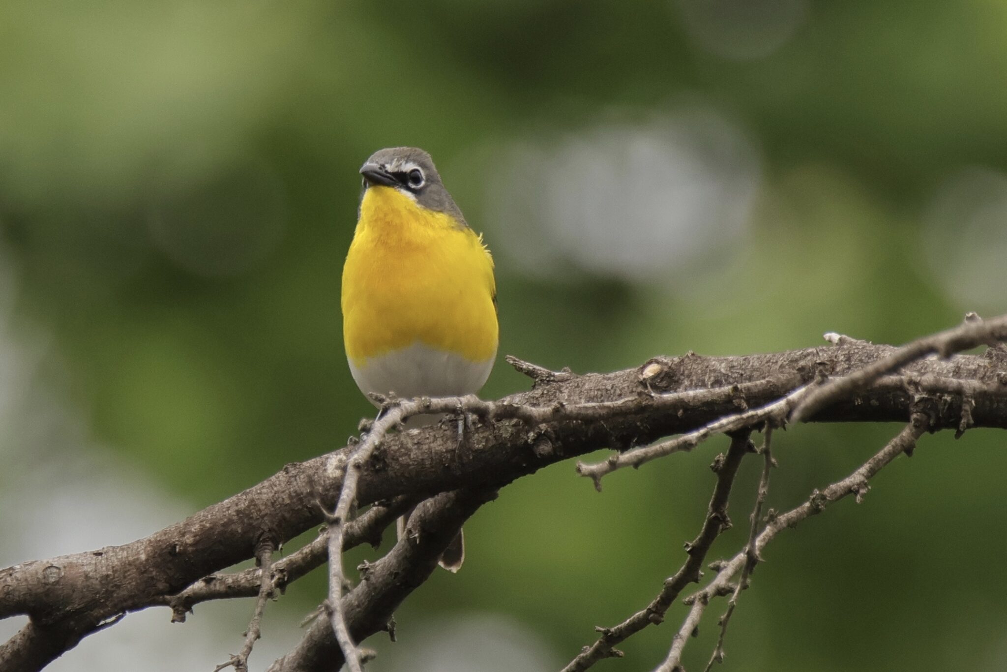 Yellow-breasted Chat | Great Bird Pics