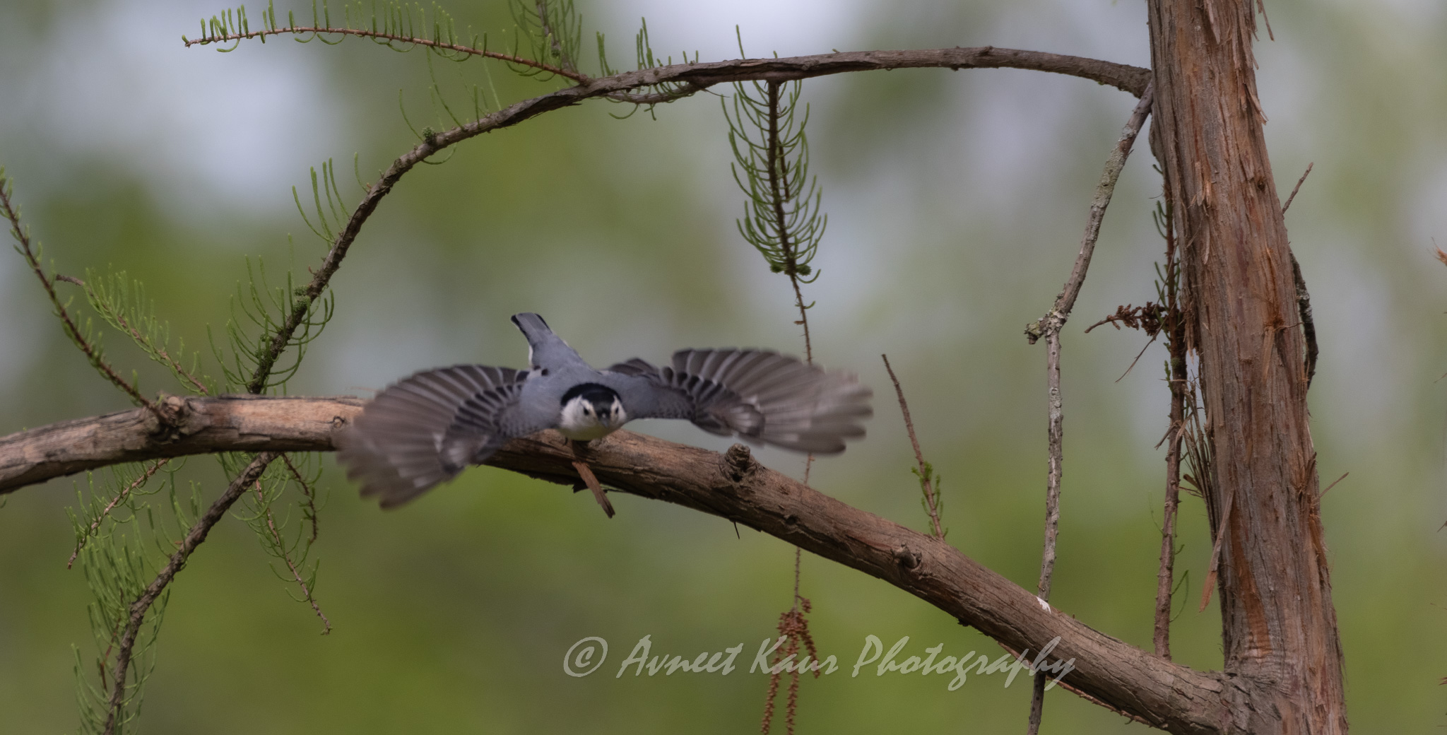 White-breasted Nuthatch | Great Bird Pics
