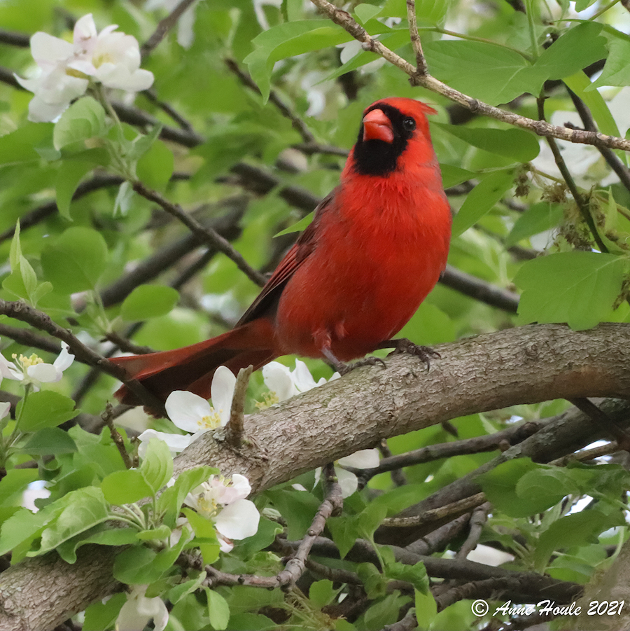 Cardinal in Spring | Great Bird Pics