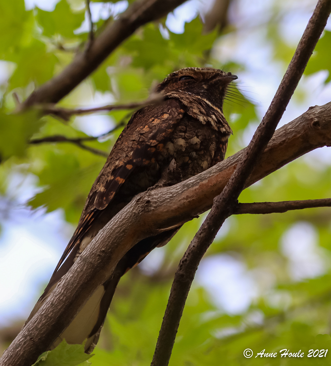 Eastern Whip-poor-will May 2021 | Great Bird Pics