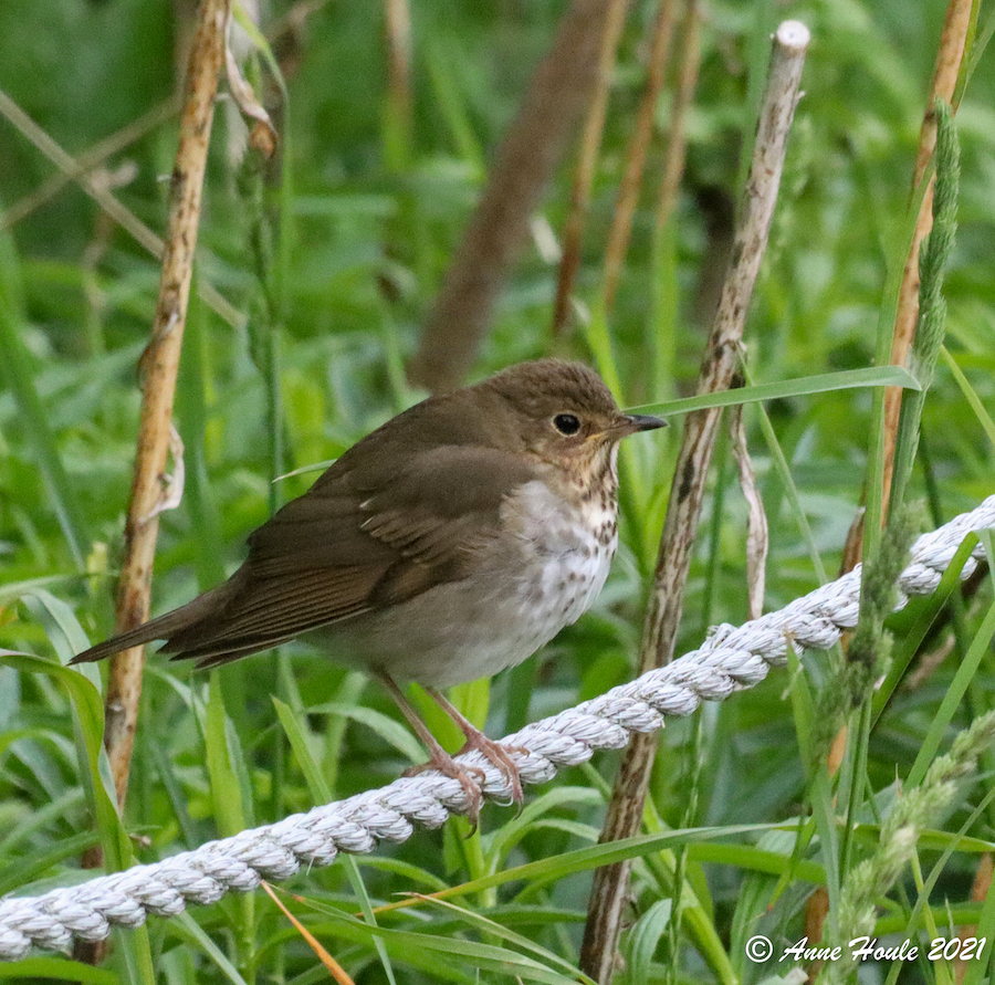 Swainson s Thrush May 2021 Great Bird Pics swainson-s-thrush-may-2021-great-bird-pics