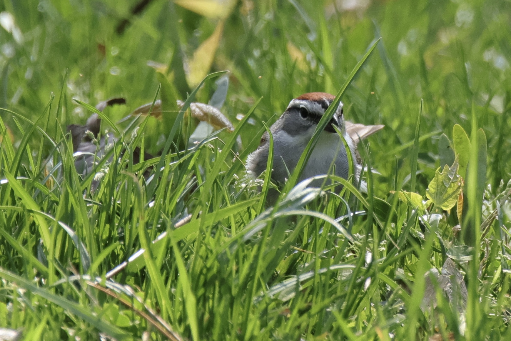 Chipping sparrow in grass | Great Bird Pics