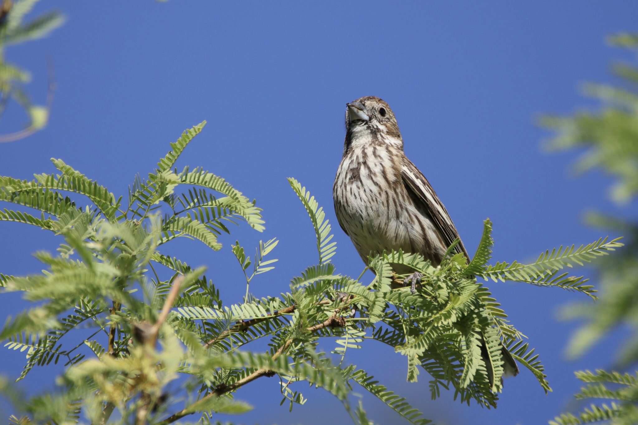 Female Lark Bunting | Great Bird Pics