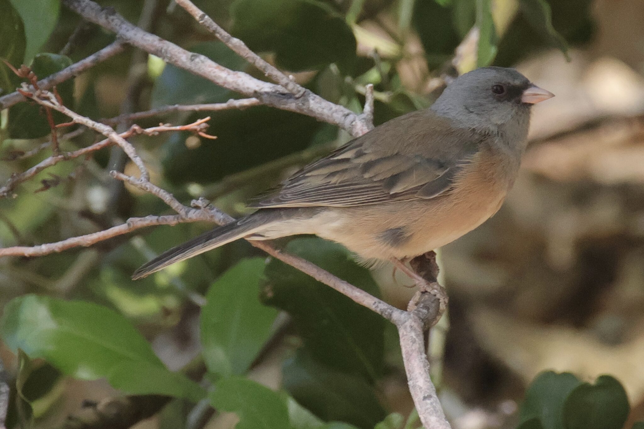 Dark-eyed Junco (pink-sided) | Great Bird Pics