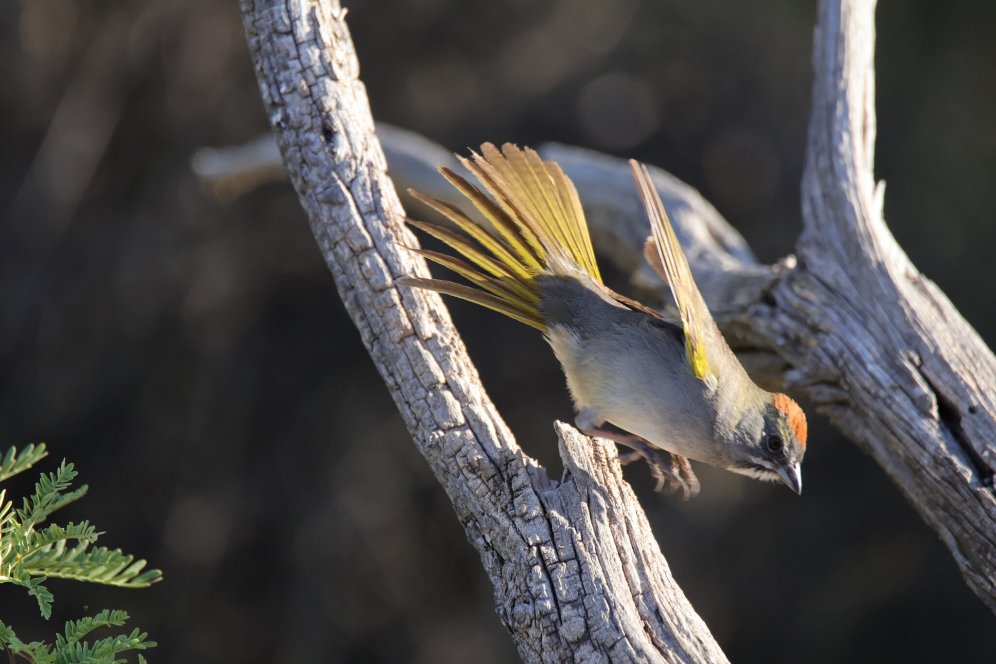 Green-tailed Towhee taking flight | Great Bird Pics