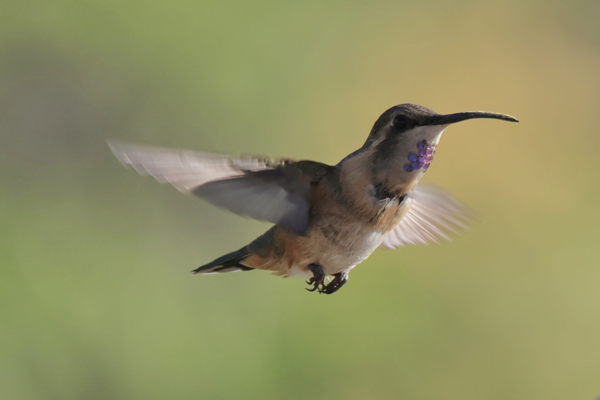 Immature male Lucifer Hummingbird—Life bird 1607 | Great Bird Pics