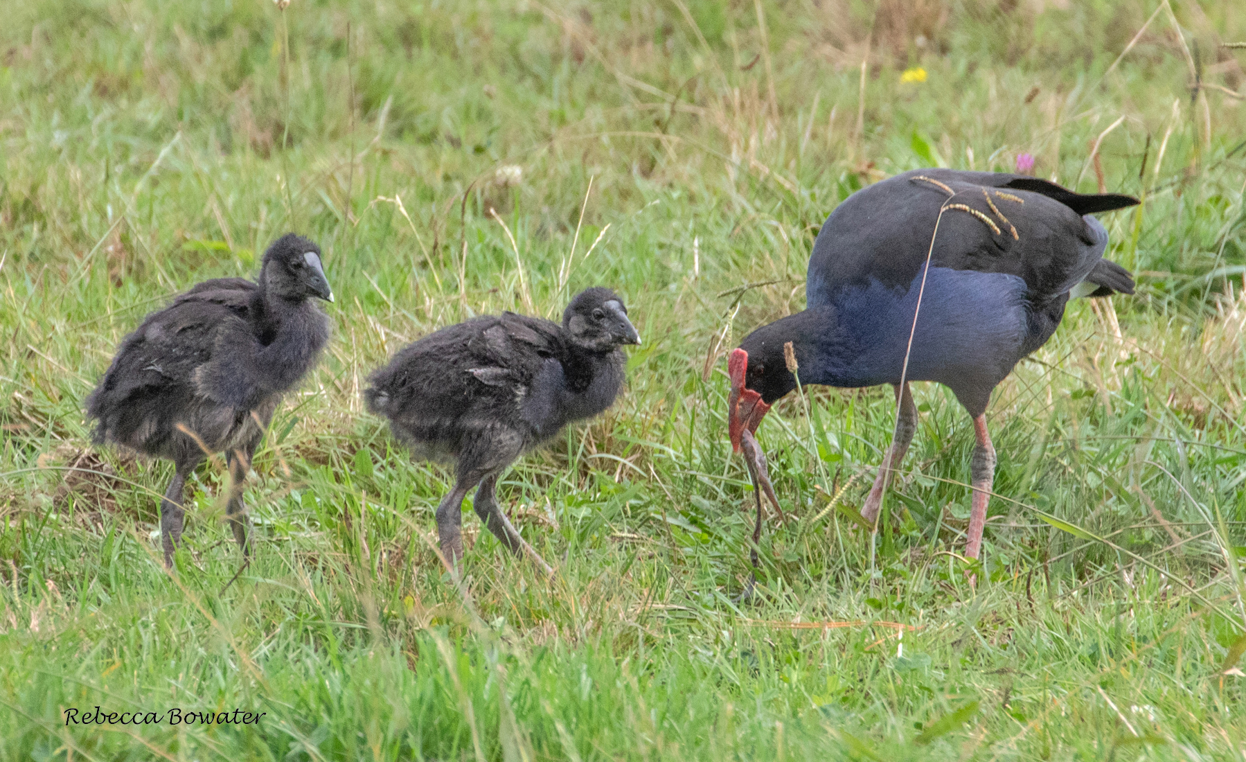 Pukeko Swamphen | Great Bird Pics