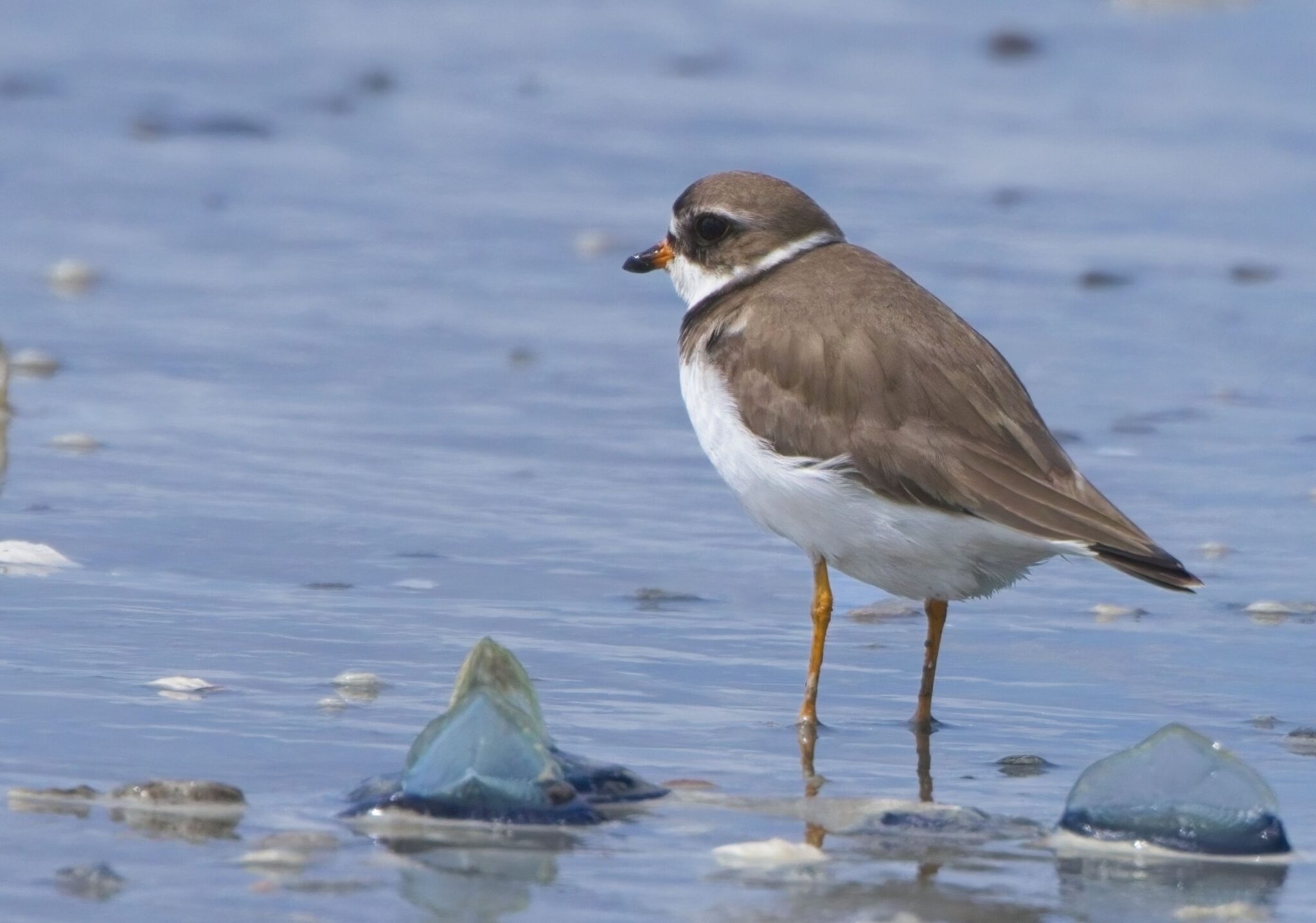 Semi at the Beach | Great Bird Pics