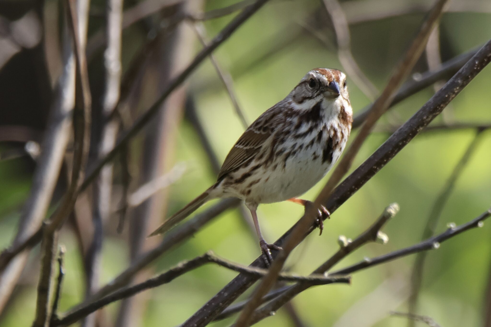 Song Sparrow | Great Bird Pics