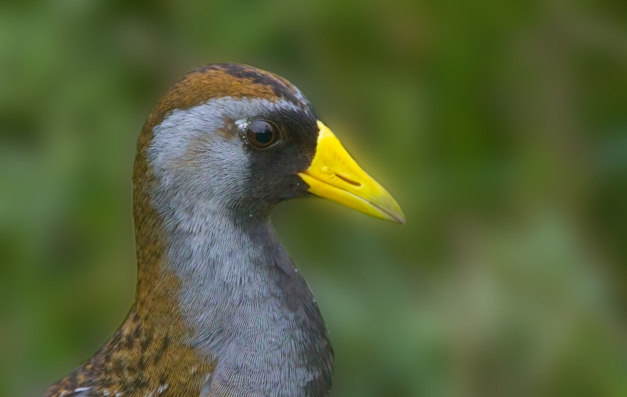 Sora Close Up | Great Bird Pics