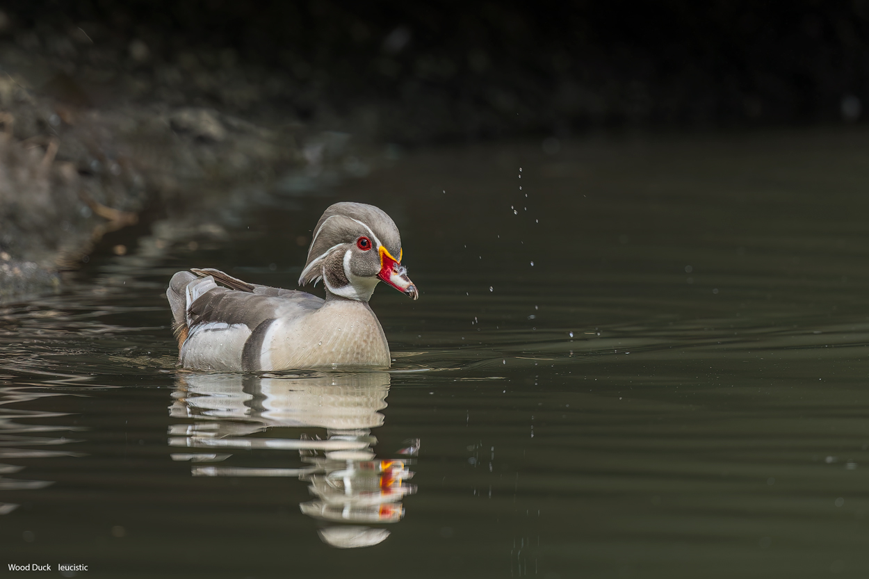 An “odd duck” | Great Bird Pics