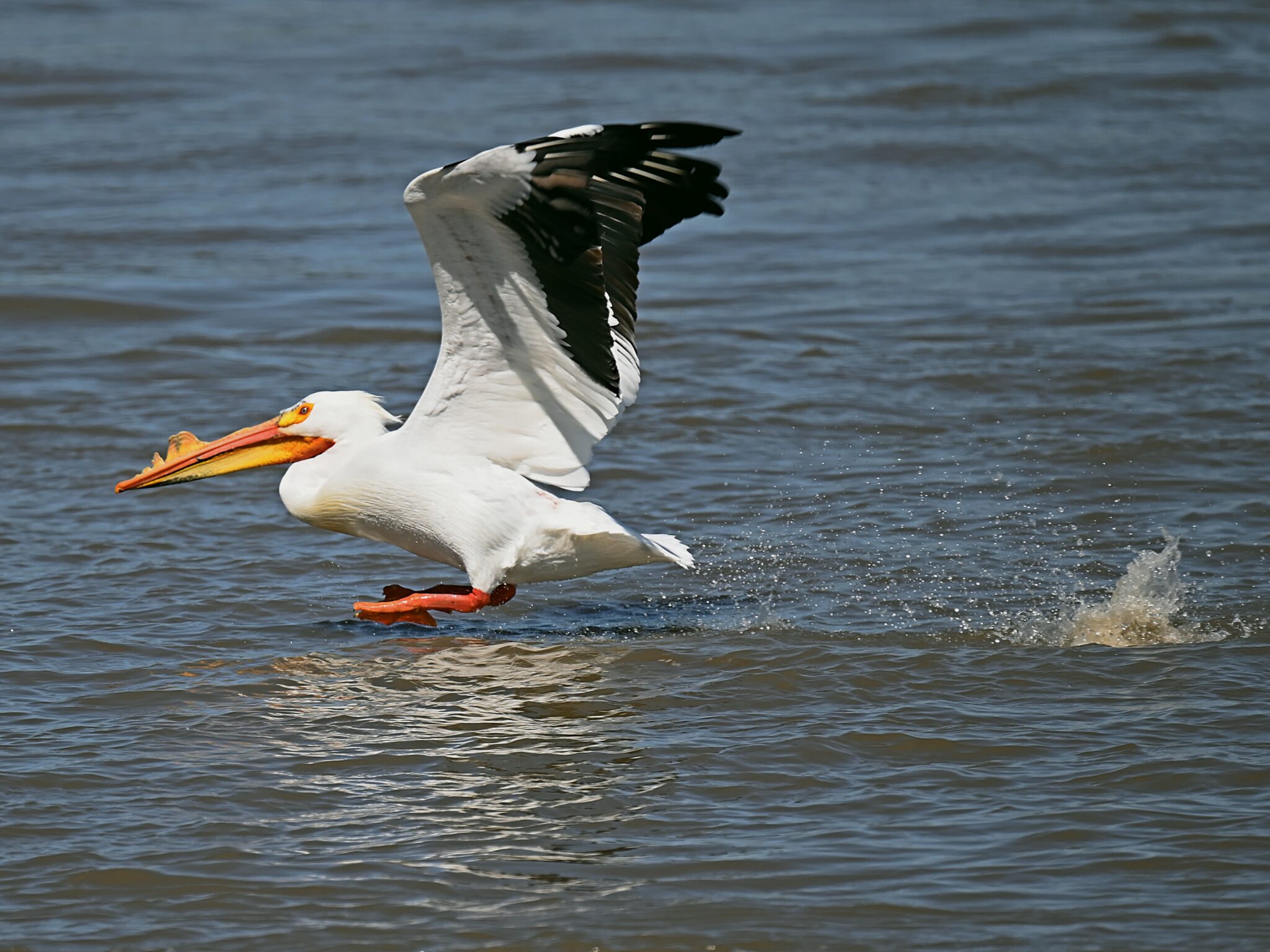 Takeoff | Great Bird Pics