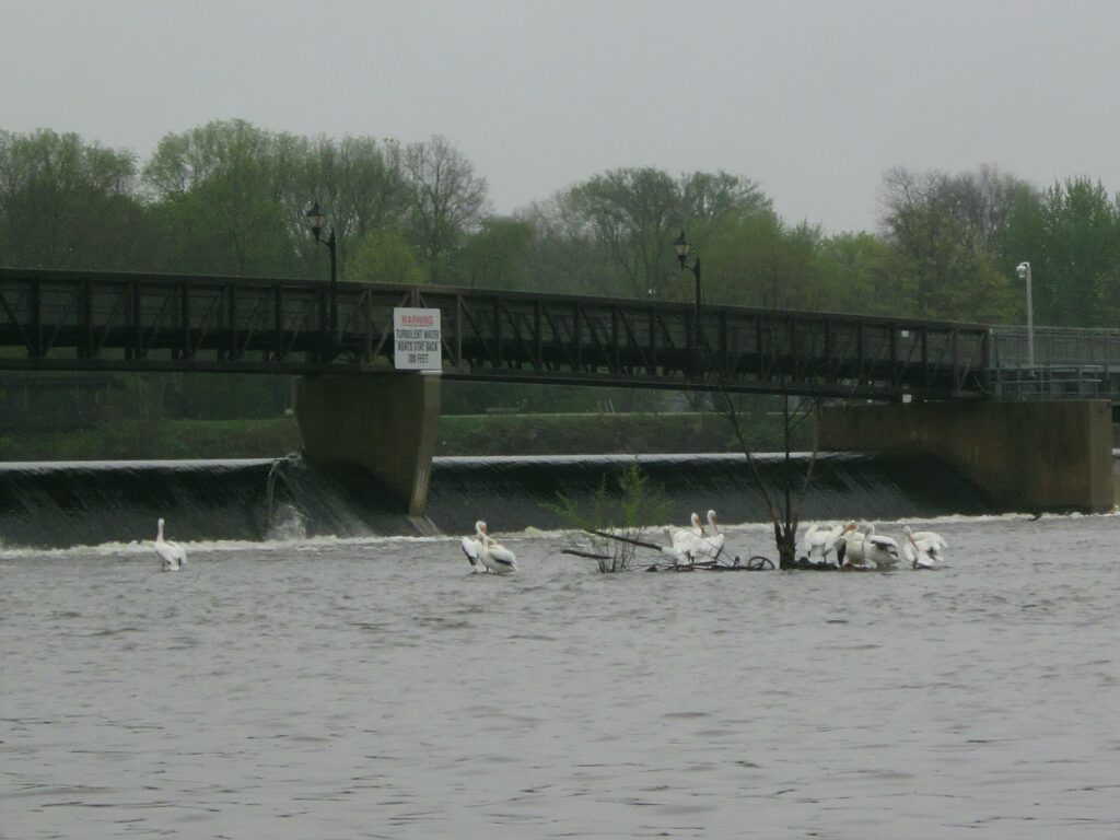 Dam good place to see pelicans | Great Bird Pics