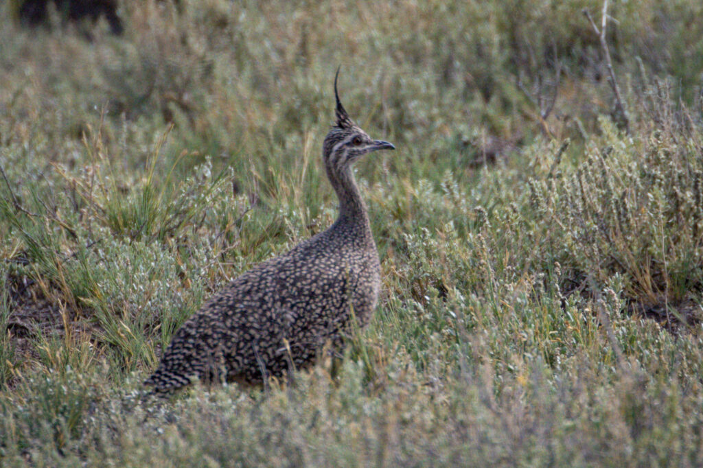 Pointy Head | Great Bird Pics