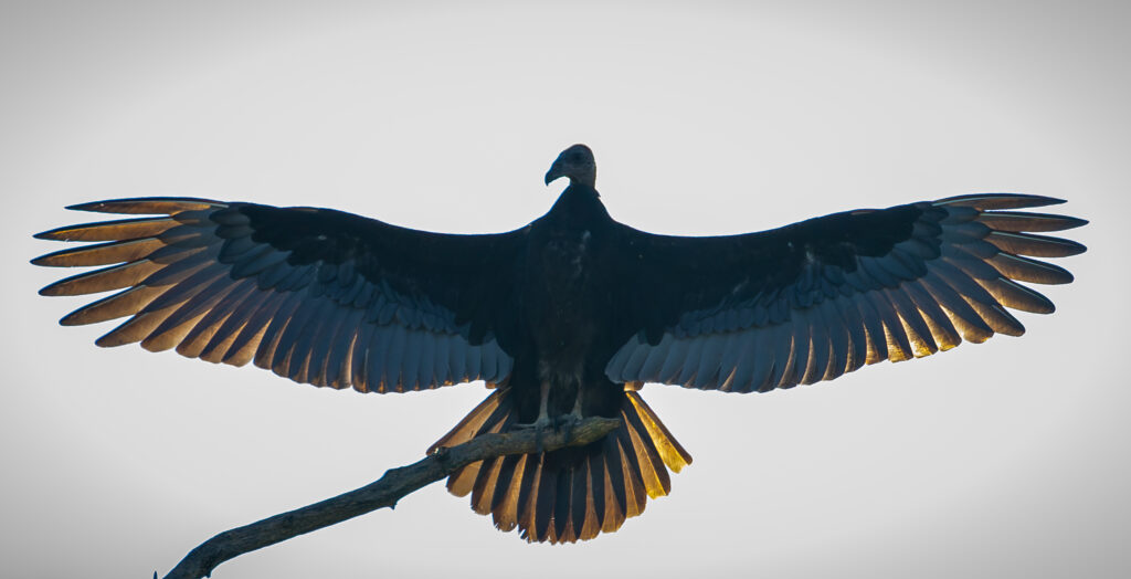 Backlight Photo: Fringe Light Subject | Great Bird Pics