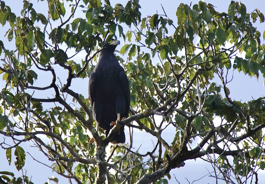Great Black Hawk | Great Bird Pics