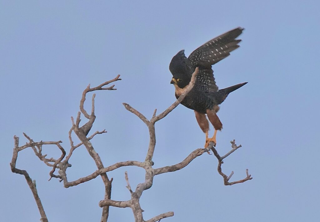 Bat Falcon | Great Bird Pics
