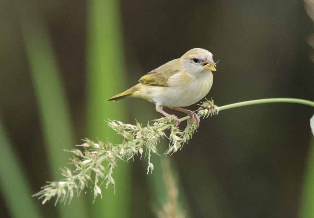 Female Orange-fronted Yellow-finch | Great Bird Pics