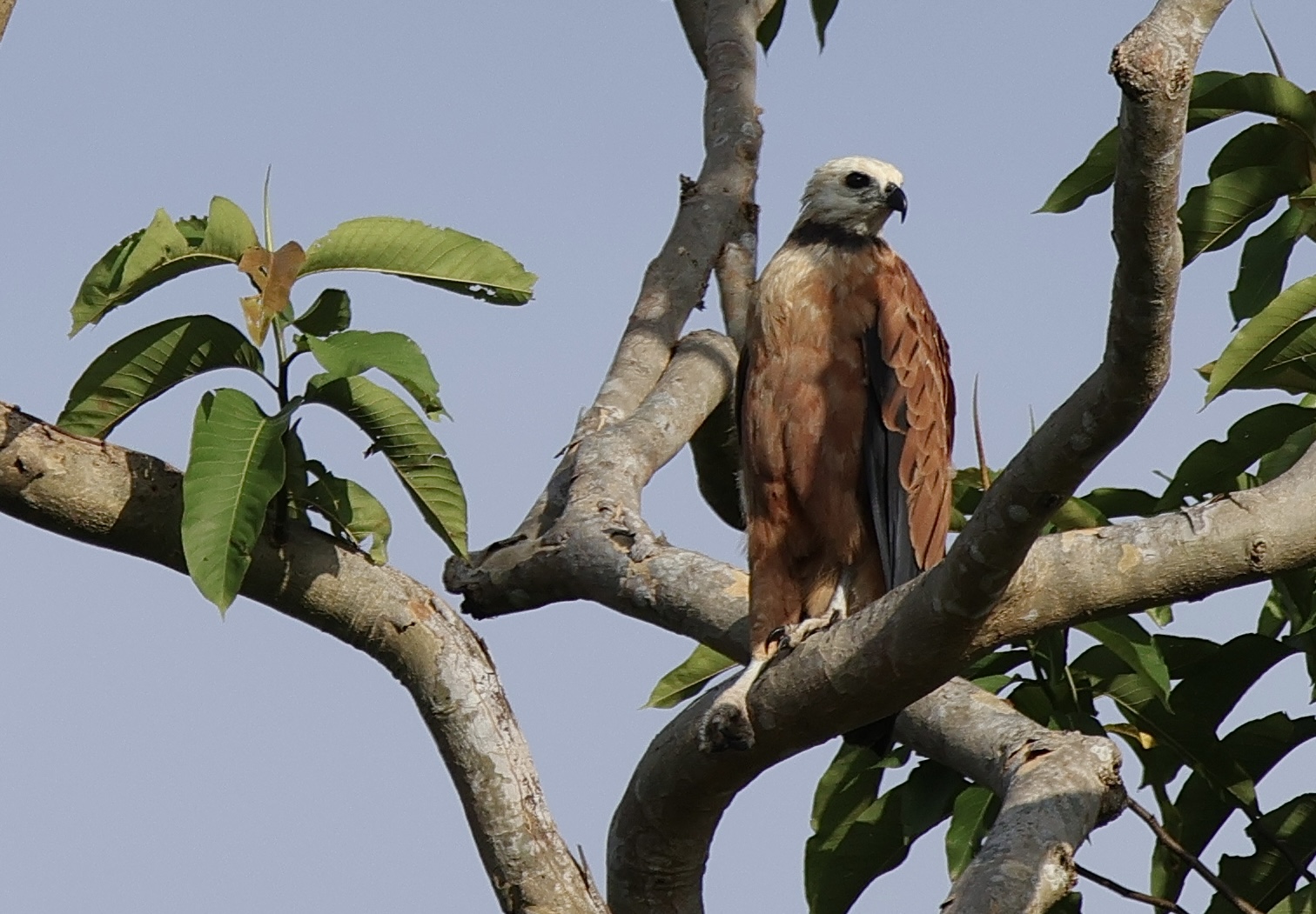 Black-collared Hawk | Great Bird Pics
