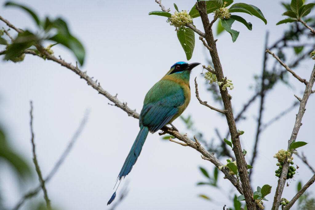 Costa Rican Motmots | Great Bird Pics