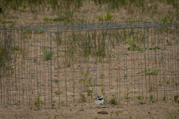 Protecting Piping Plovers | Great Bird Pics