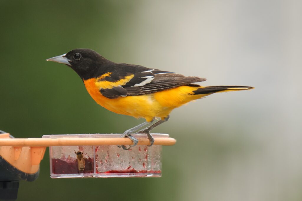 Baltimore Oriole (male) | Great Bird Pics