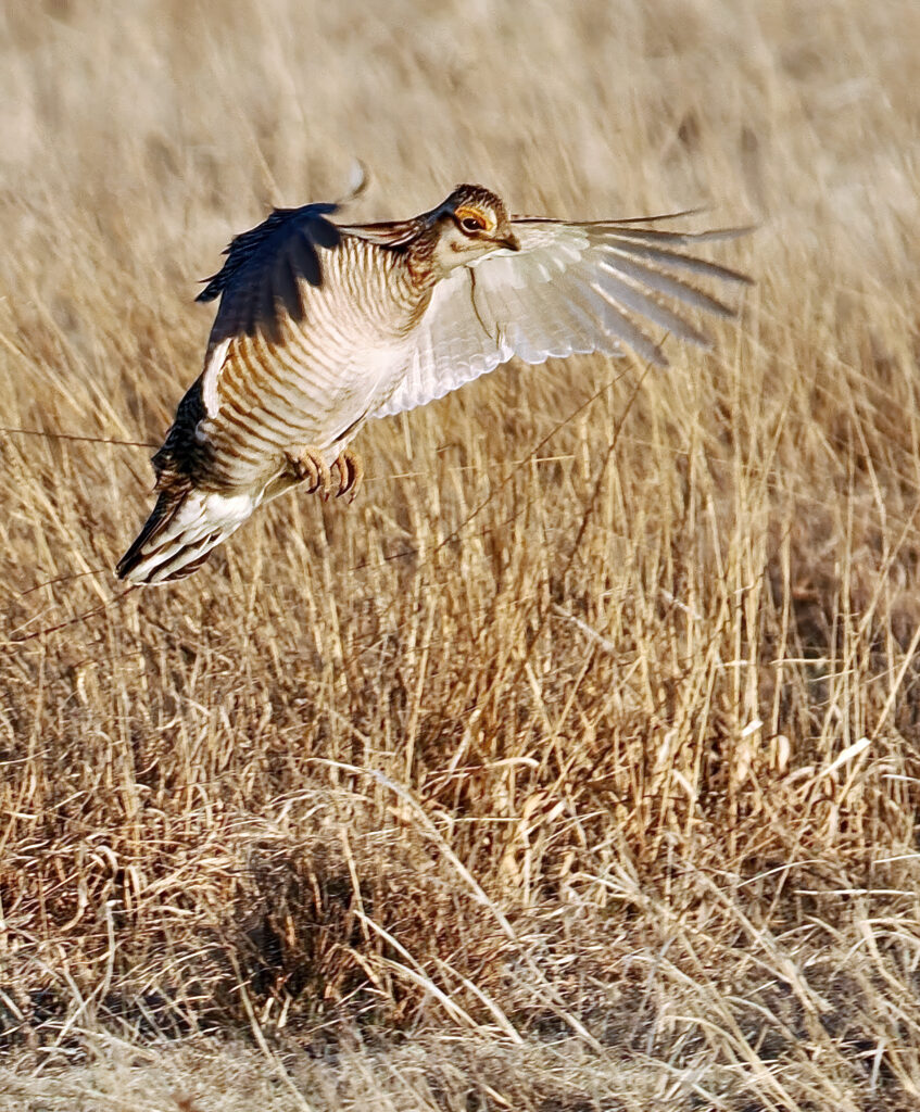 Lesser Prairie-chicken | Great Bird Pics