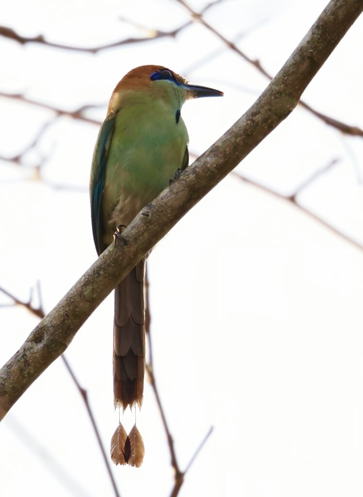 Russet-crowned Motmot | Great Bird Pics