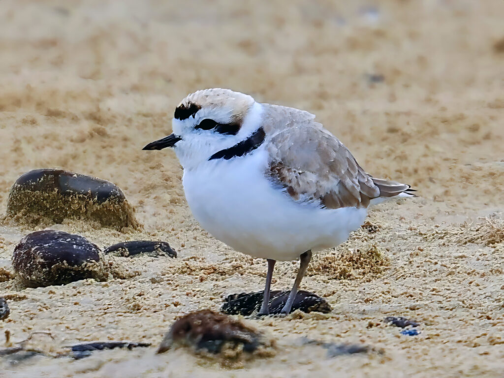 Snowy Plover | Great Bird Pics