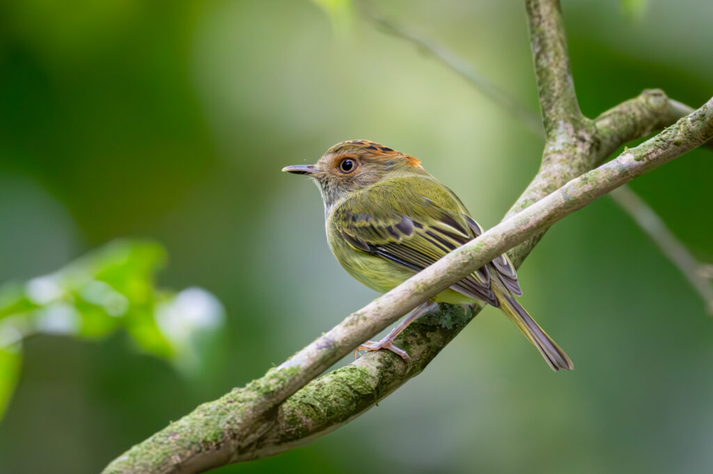The Name Says It All | Great Bird Pics