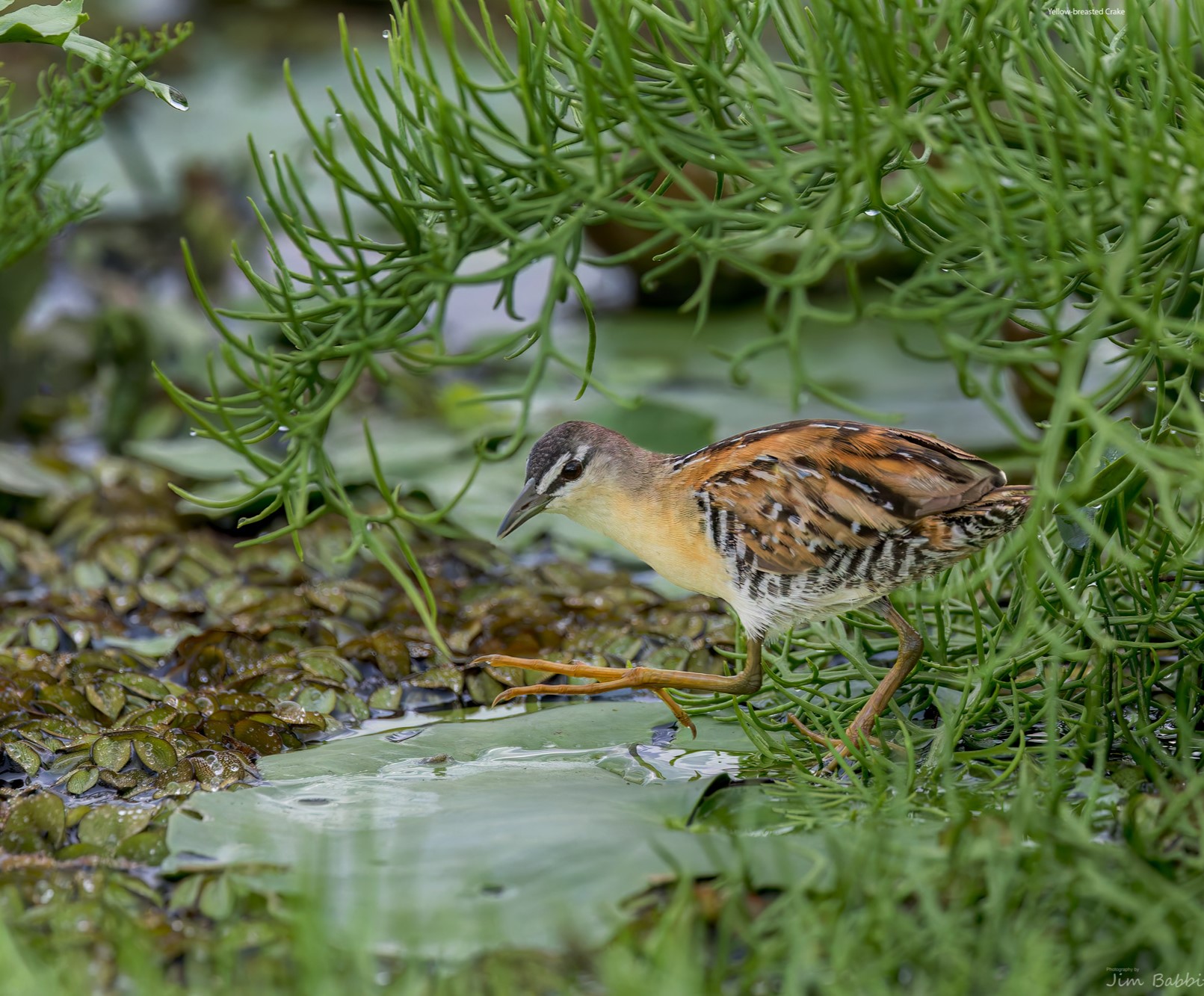 Adapted to its environment | Great Bird Pics