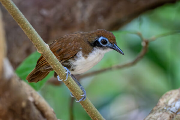 On the Ant Trail | Great Bird Pics