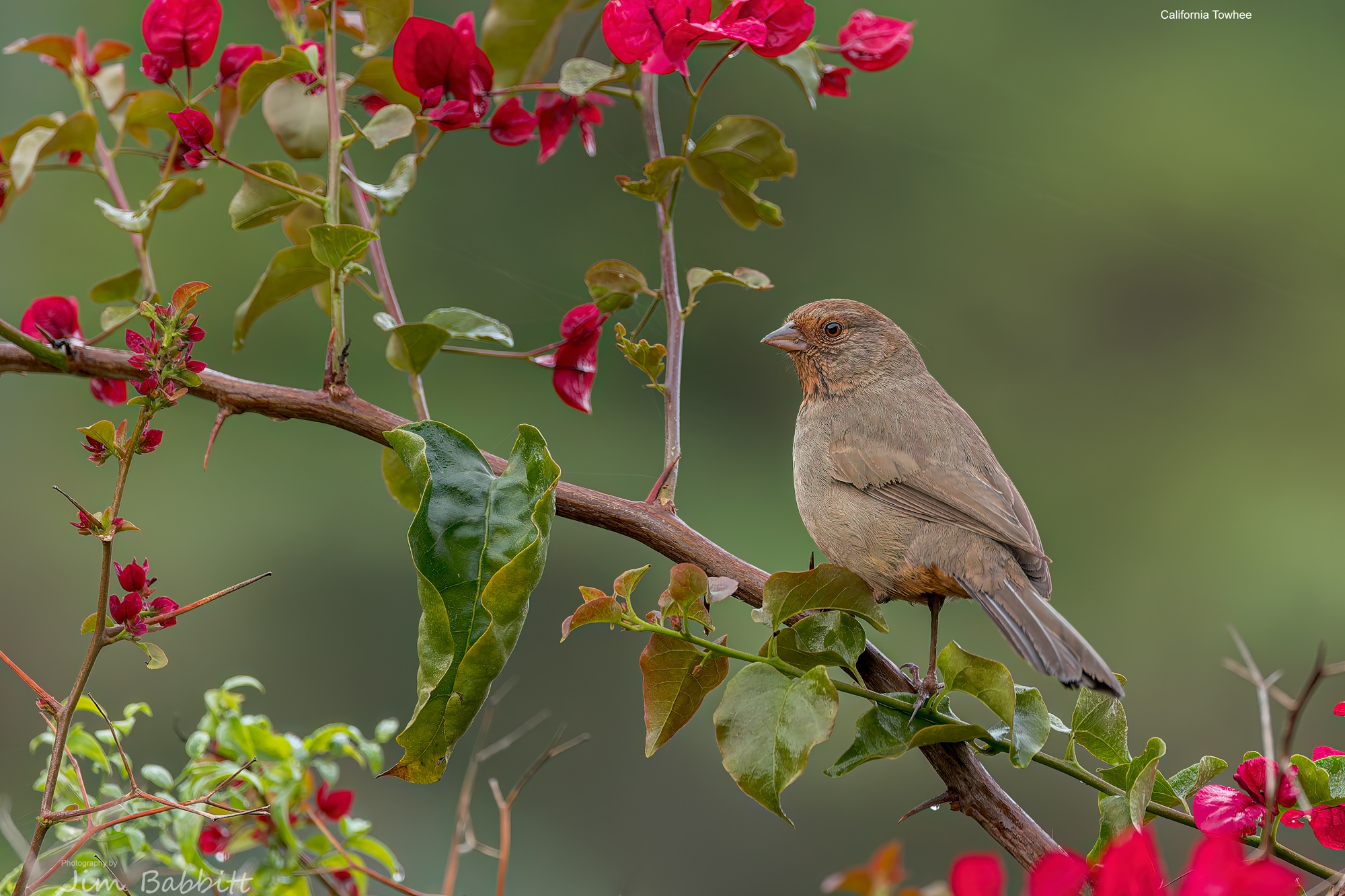GreatBirdPics’ Bird Photograph of the Week – 8/9/24 | Great Bird Pics