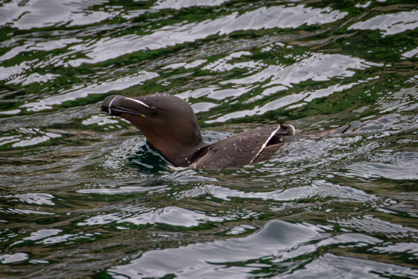 Swimming Razorbill | Great Bird Pics