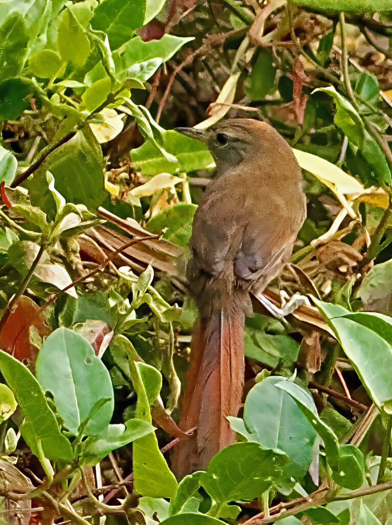 Azara’s Spinetail | Great Bird Pics