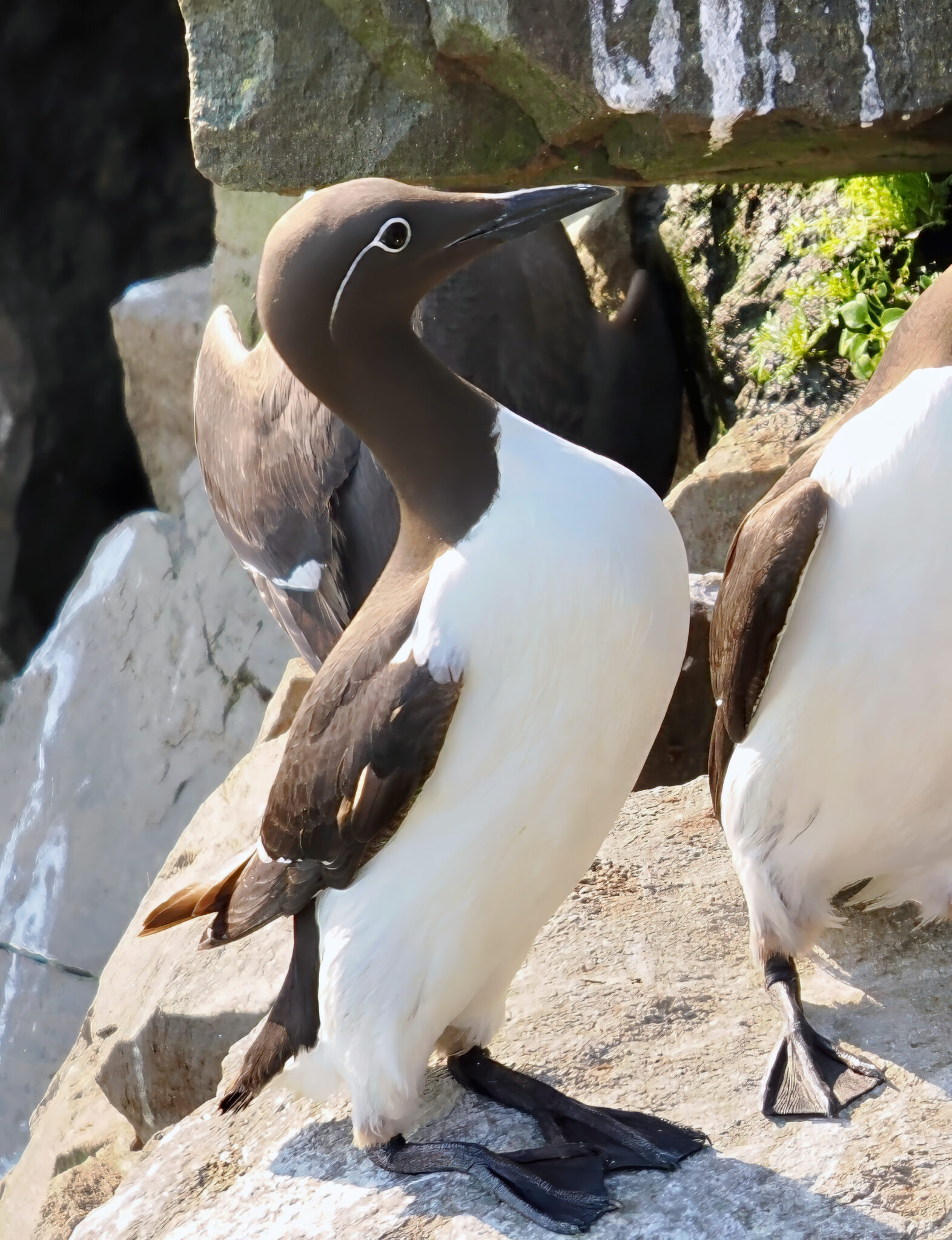 Common Murre | Great Bird Pics