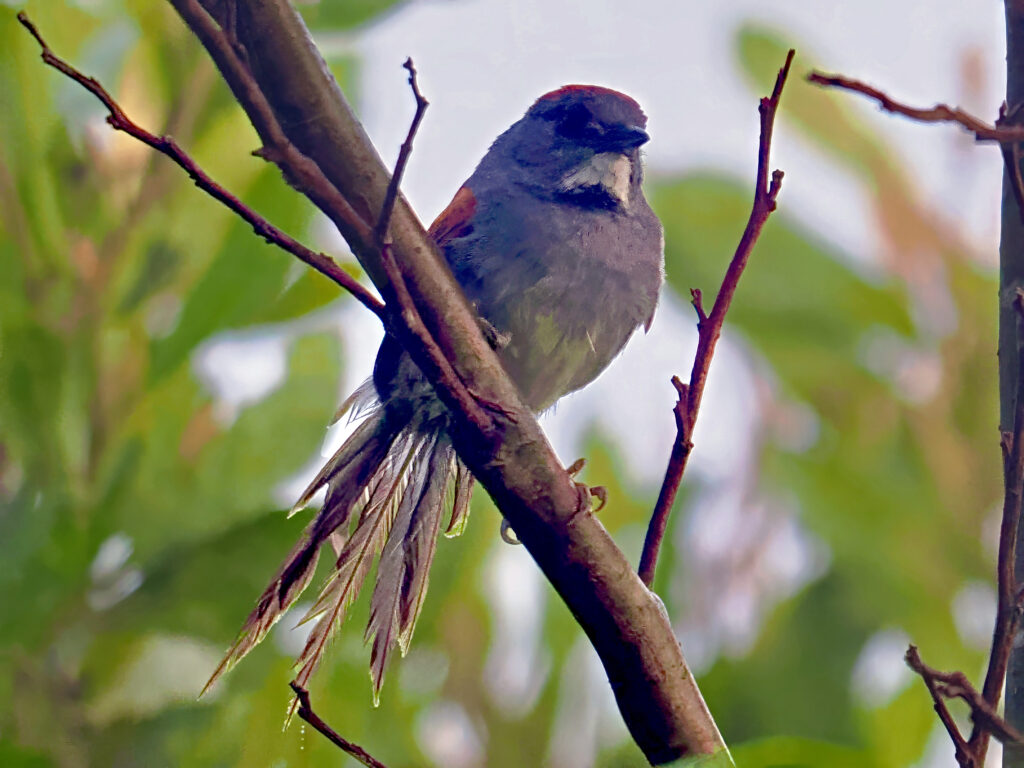 Dark-breasted Spinetail | Great Bird Pics