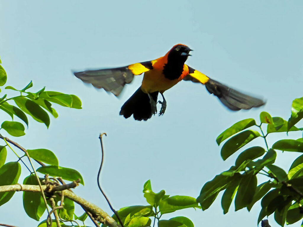 Orange-backed Troupial | Great Bird Pics