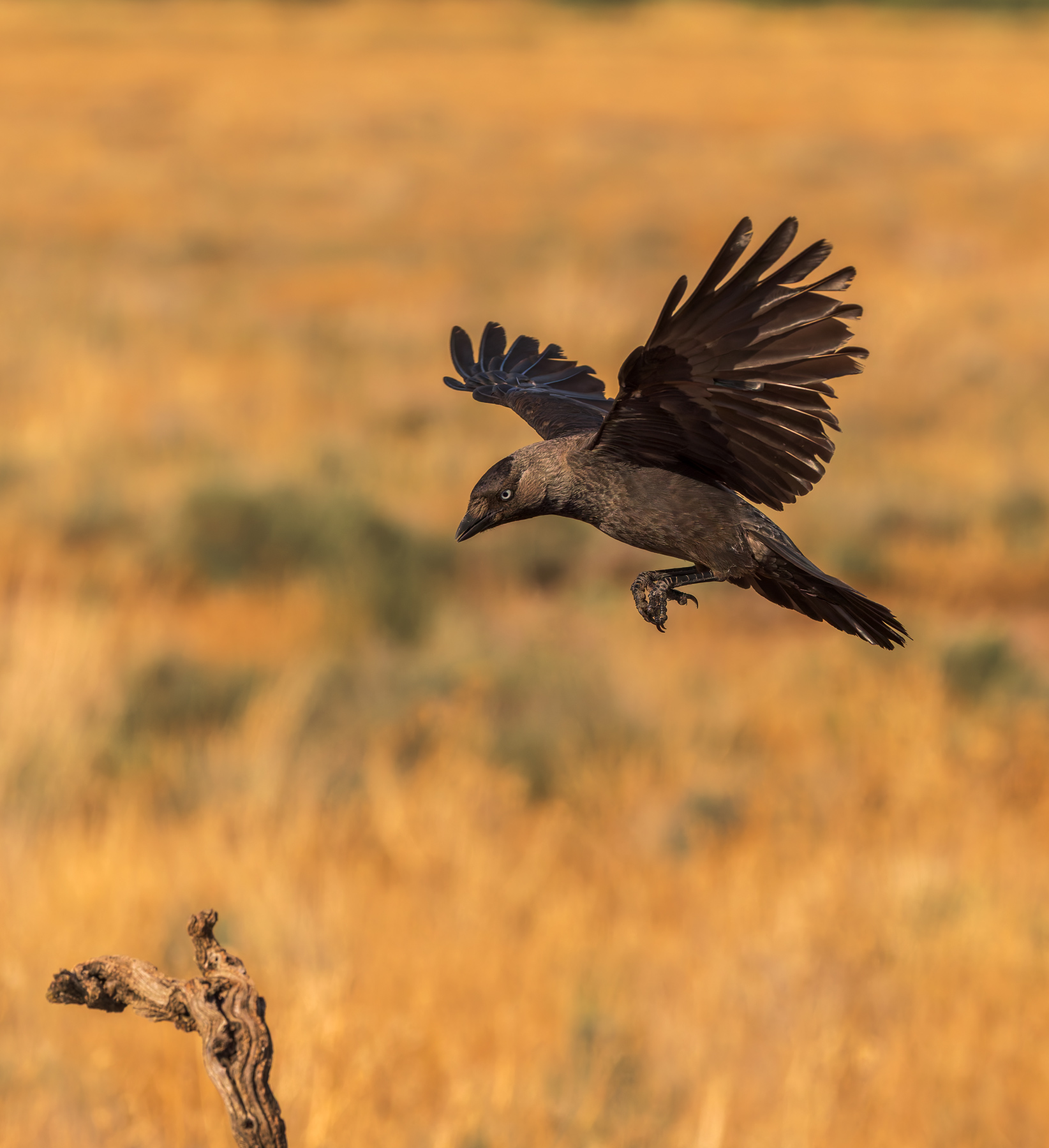 In flight | Great Bird Pics