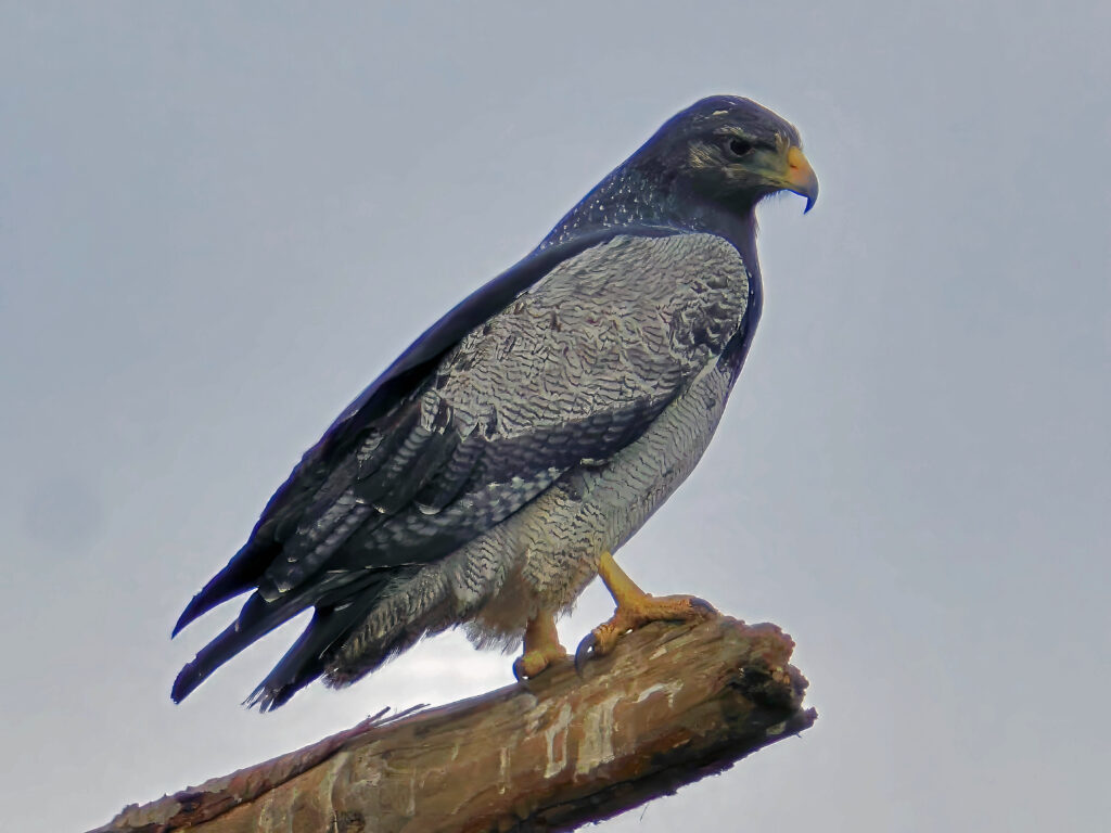 Black-chested Buzzard-Eagle | Great Bird Pics
