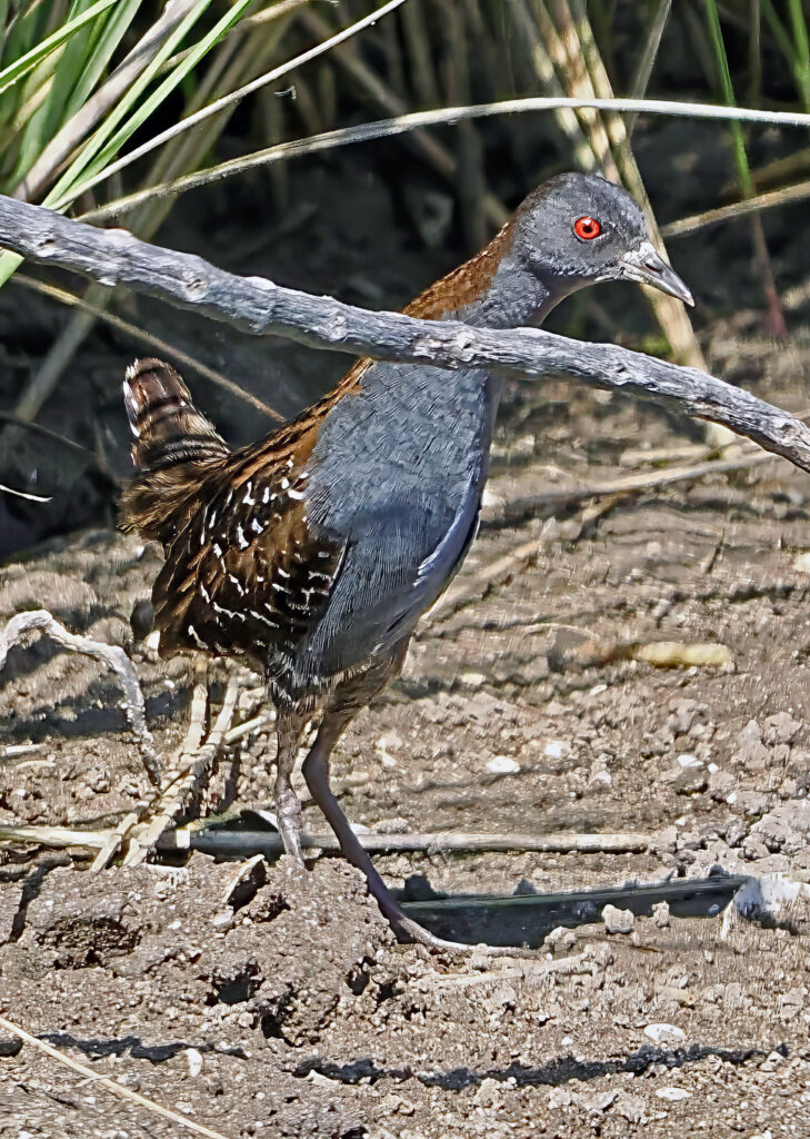 Dot-winged Crake | Great Bird Pics