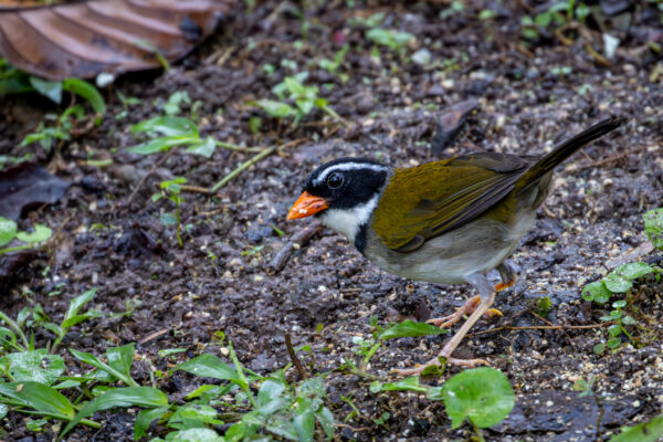 Colorful Bill | Great Bird Pics