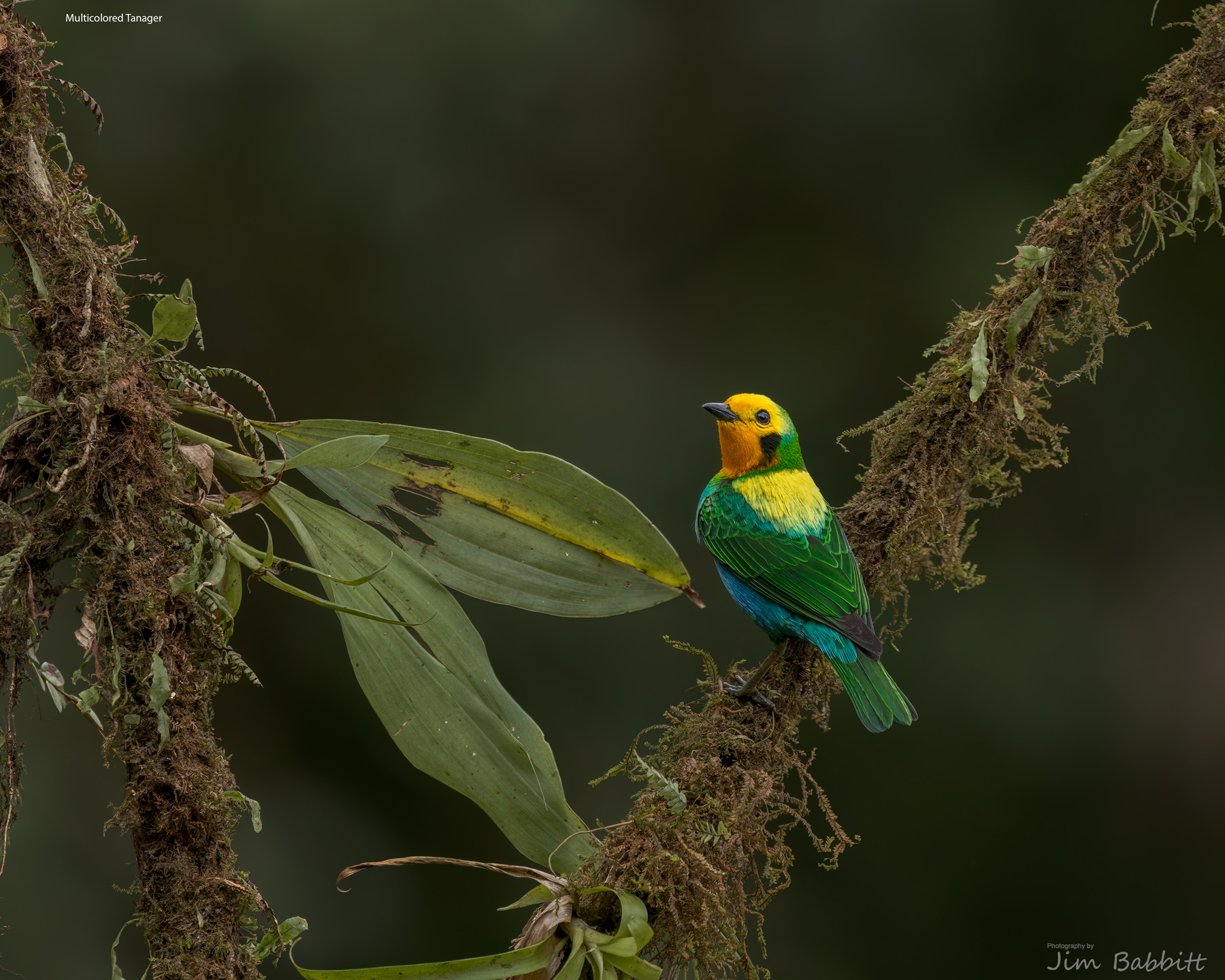 The best I could do | Great Bird Pics